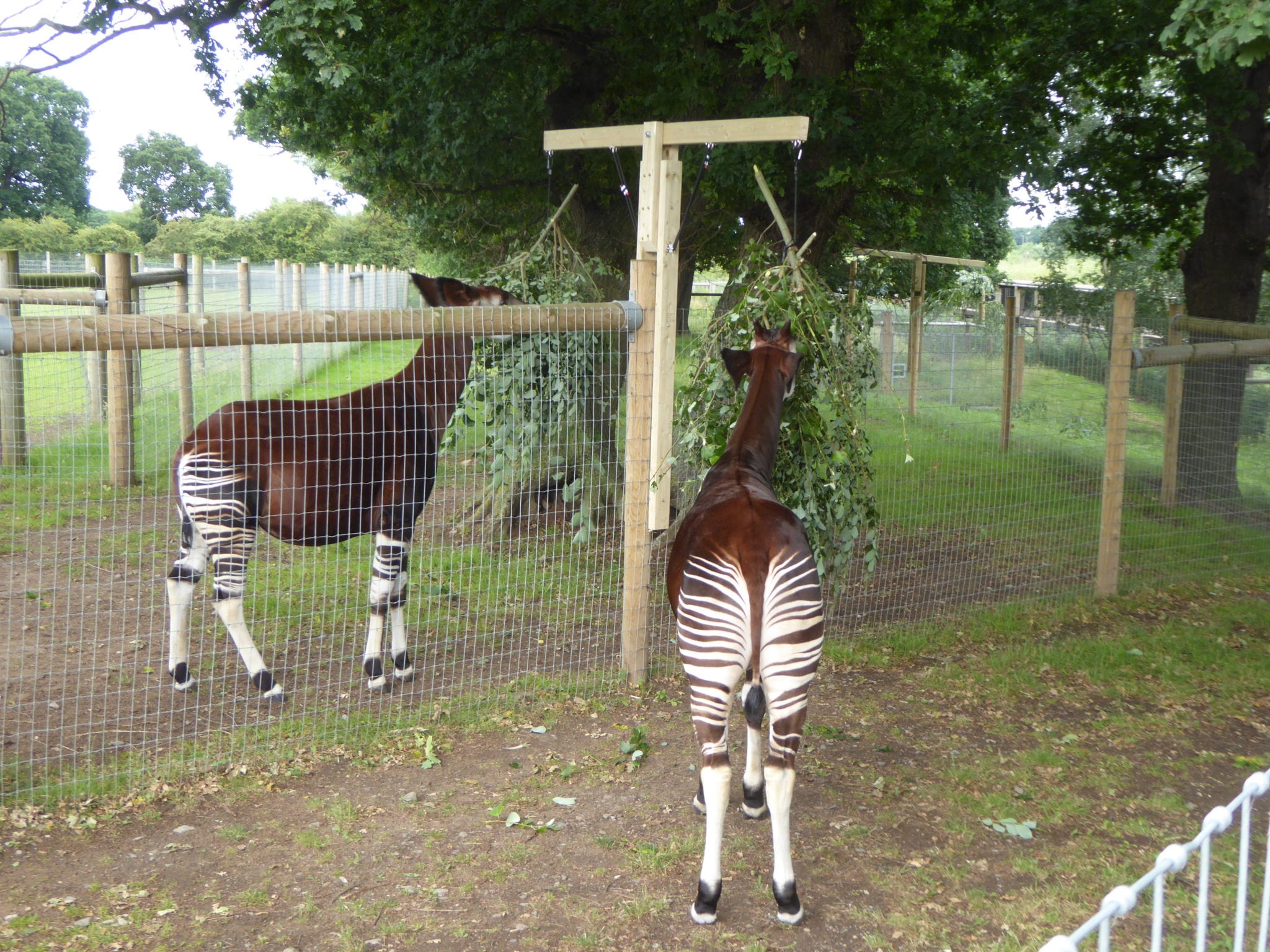 Fence mounted bungee browser - Team Building With Bite
