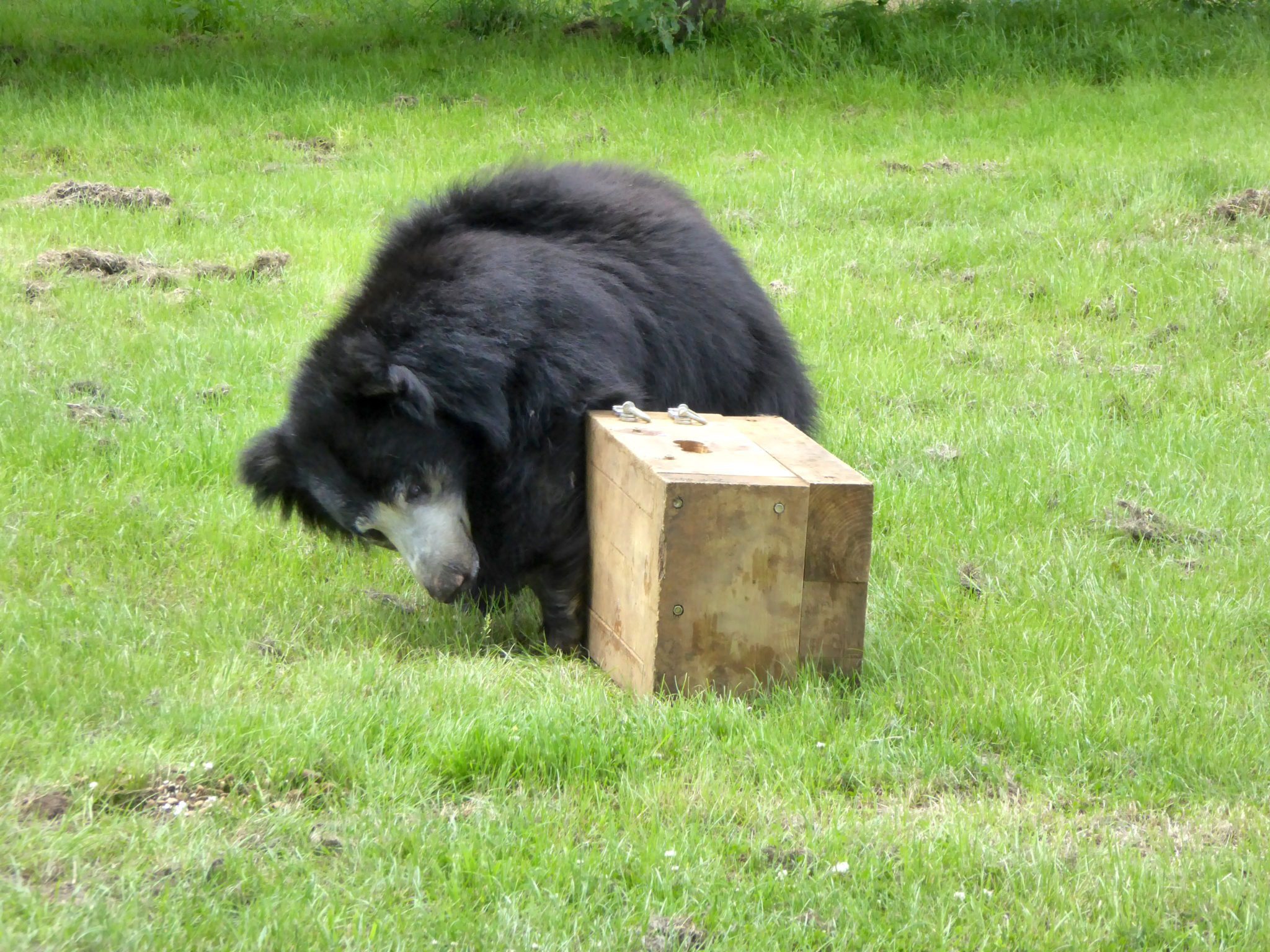 Bear Box - Team Building With Bite